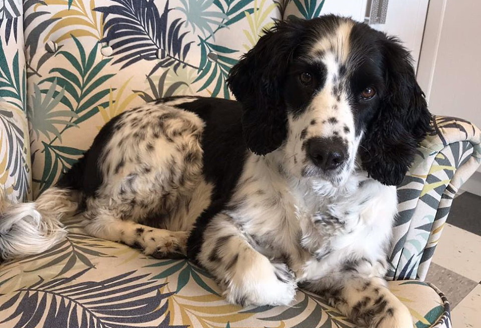 A reward will be given for the safe return of Seve the Springer Spaniel ...