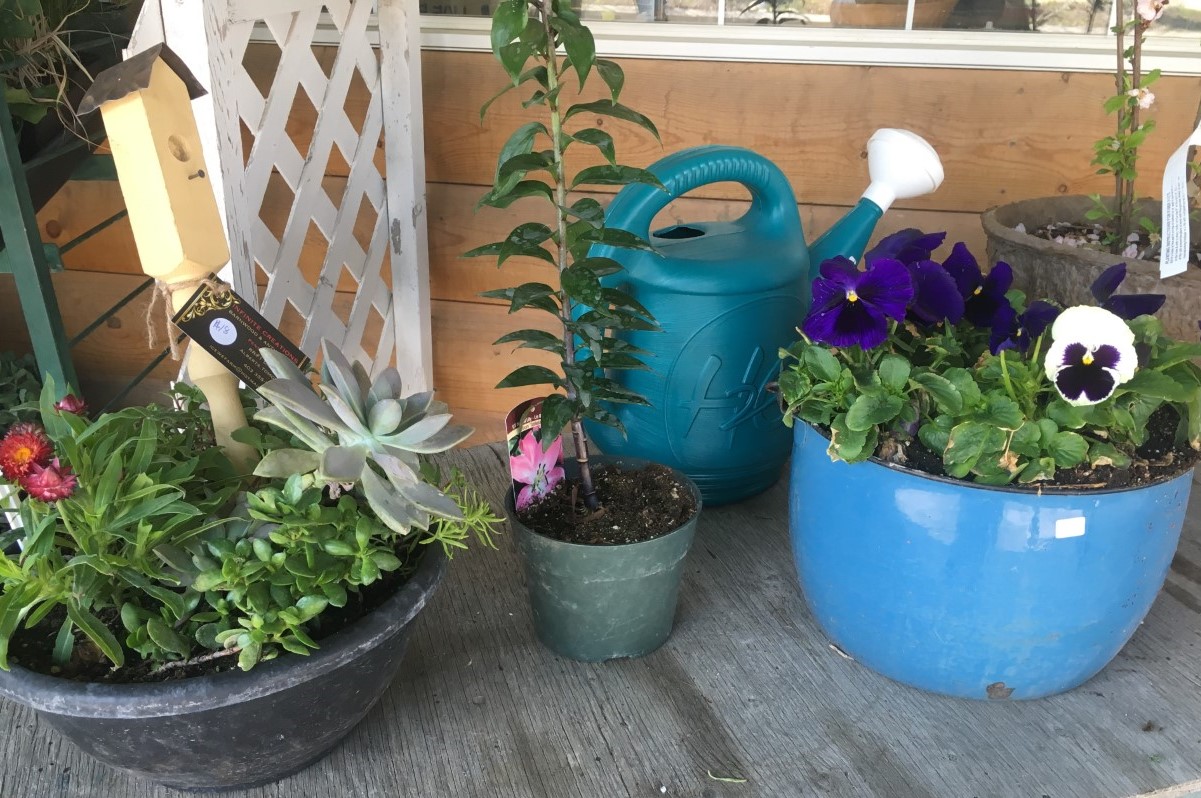 Frost advisory issued for tonight - CochraneNow: Cochrane, Alberta's ...