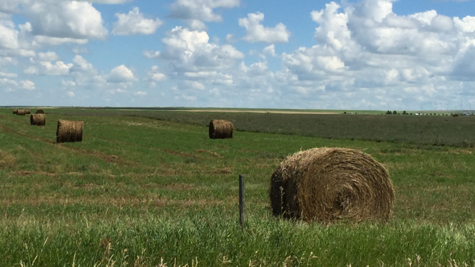 Weather challenges impact haying operations - CochraneNow: Cochrane ...
