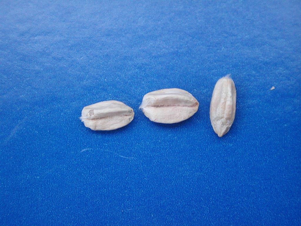 Fusarium head blight risk - CochraneNow: Cochrane, Alberta's latest ...