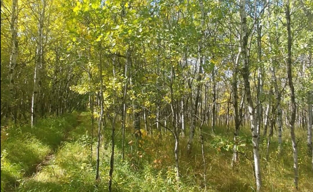 Long-term investment in northern Alberta forests - ReachFM: Peace ...