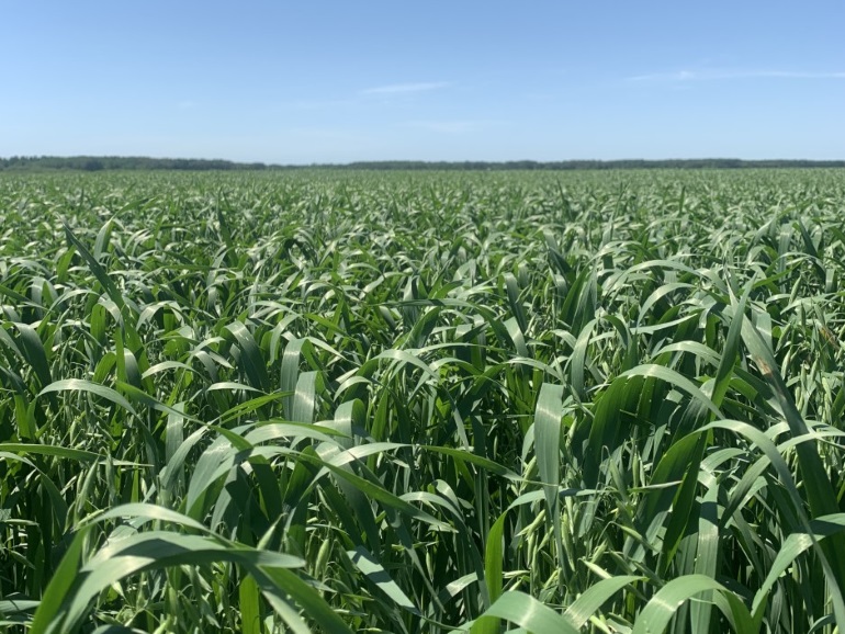 Oat crop reaches the milk stage, and the fall rye harvest could begin ...