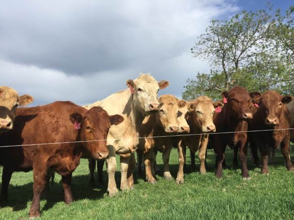 Saskatchewan Cattle Market continues upward trend - CochraneNow ...