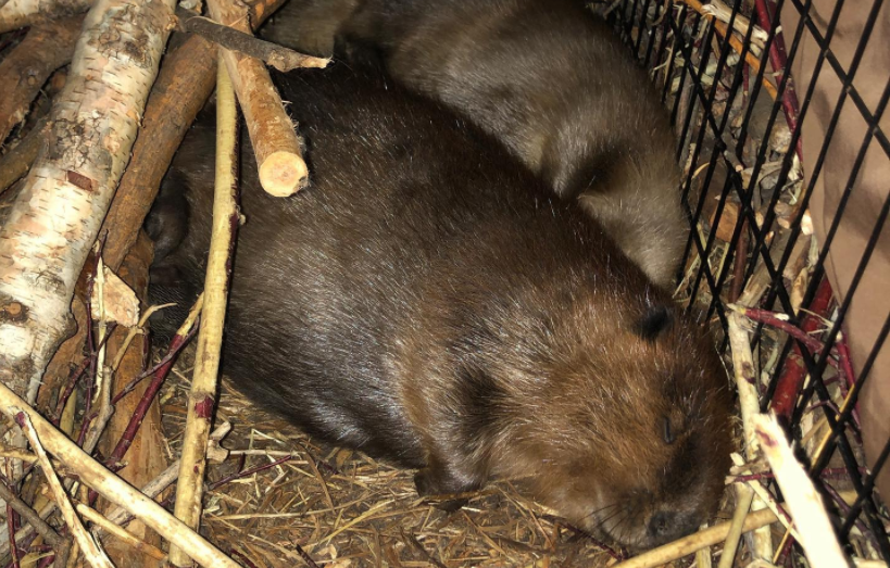 Beavers and swans showing signs of potential early spring - CHVNRadio ...