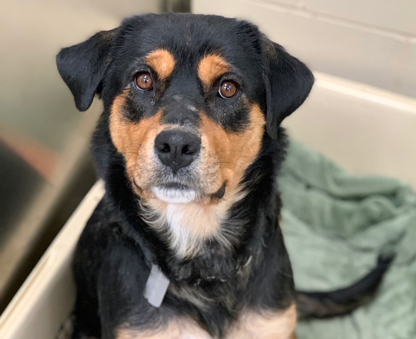 Humane Society launches a campaign for two dogs in need - CochraneNow ...