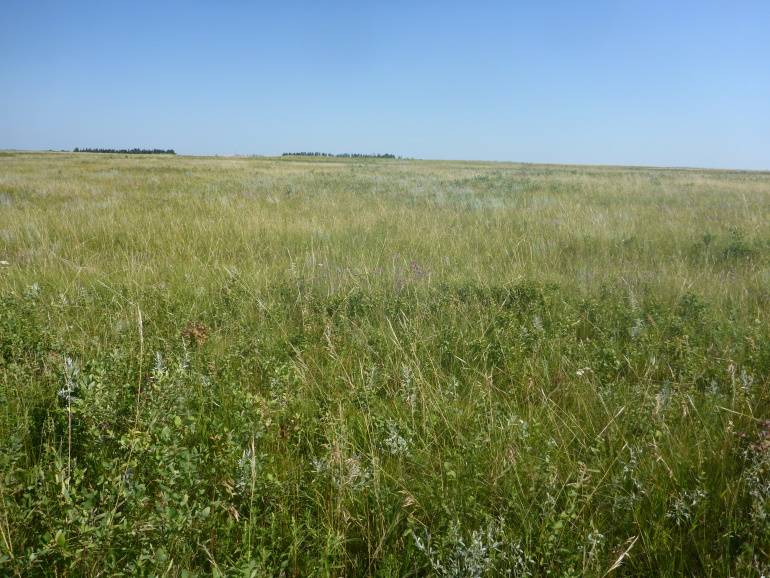 Conservation efforts focus on Prairie community pastures - CochraneNow ...
