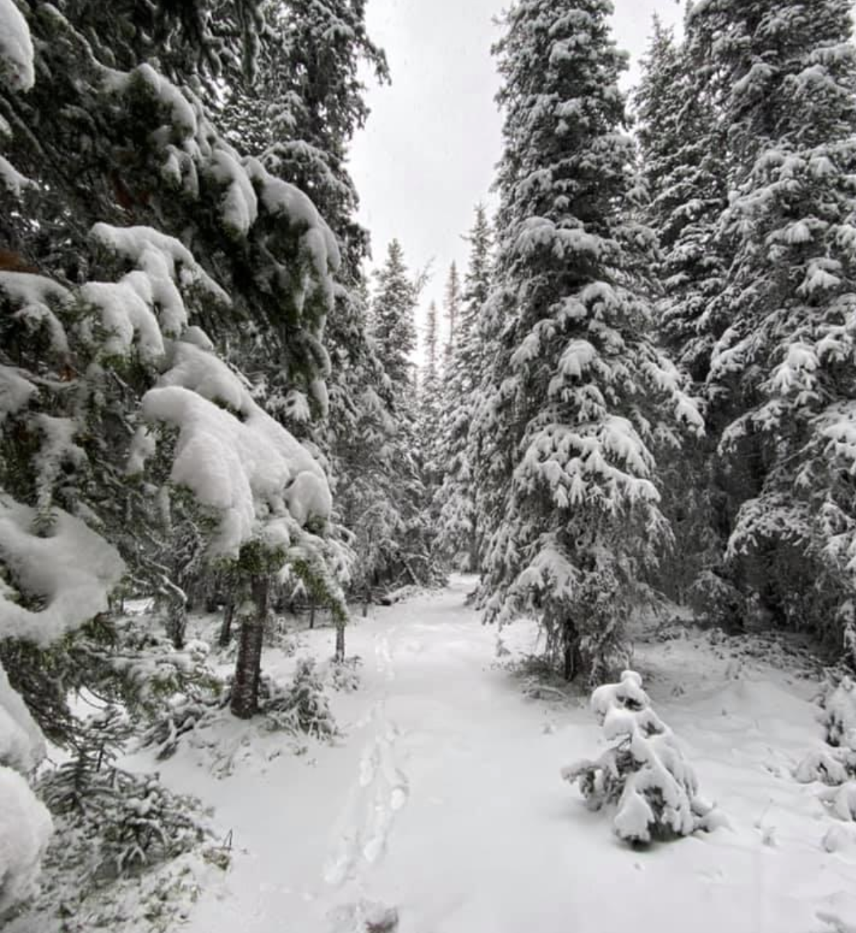 Snowfall Warning issued for areas to the west of Cochrane - CochraneNow ...