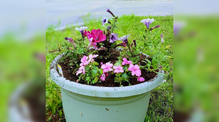 Police arrest 2 after violent Mother's Day flower robbery - CHVNRadio ...