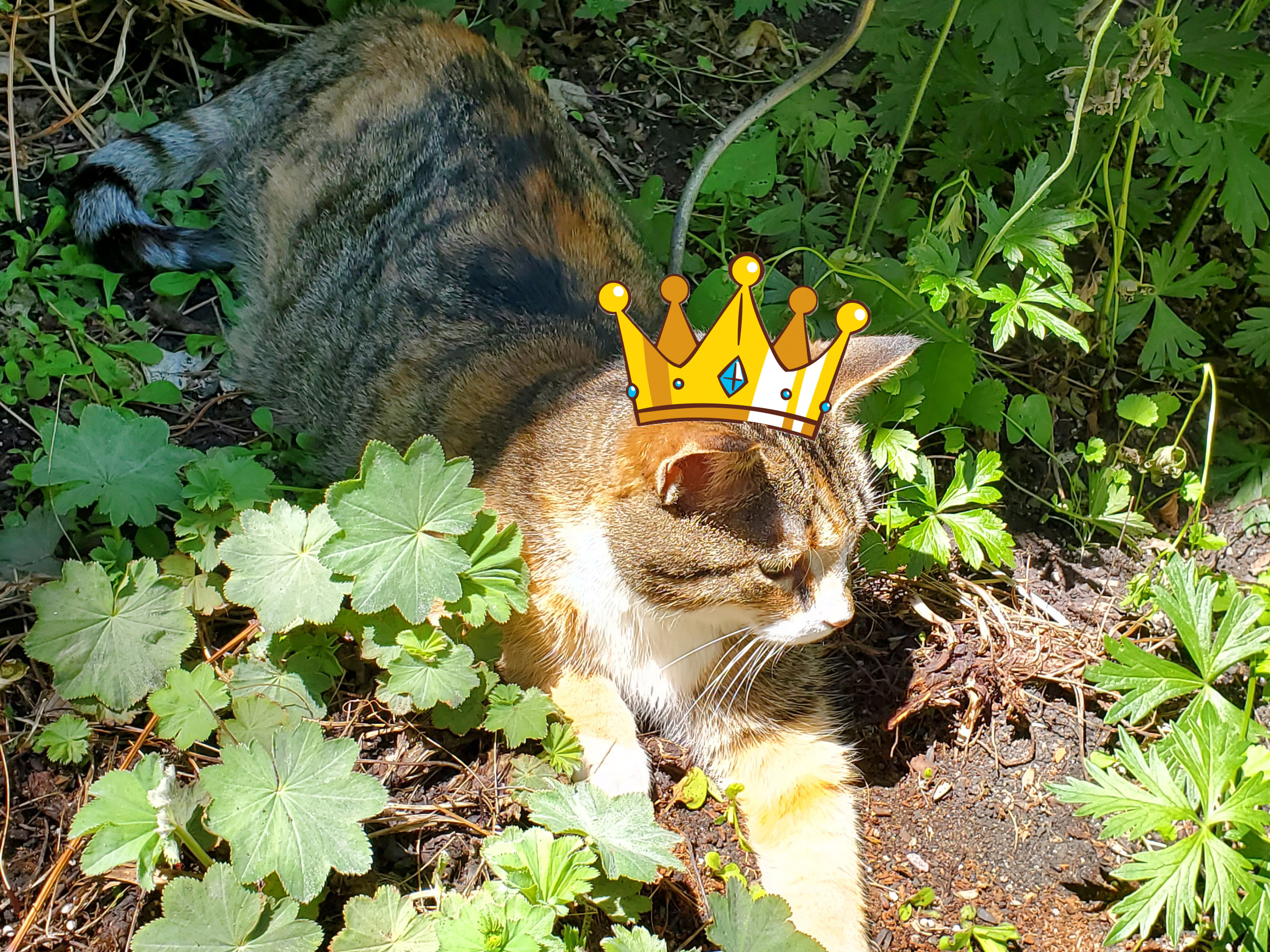 The (Lily) Belle of the Ball! - Classic107: Winnipeg's only dedicated ...