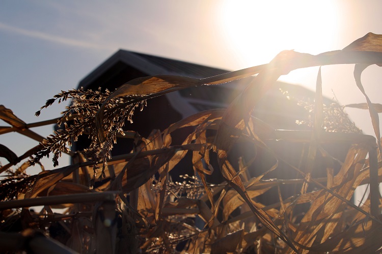 Government offers alternative for low yield crops - ReachFM: Peace ...