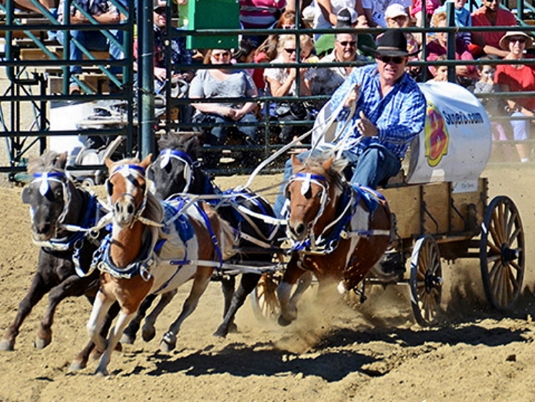 Something for everyone at Saturday's Cochrane Fair - CochraneNow ...