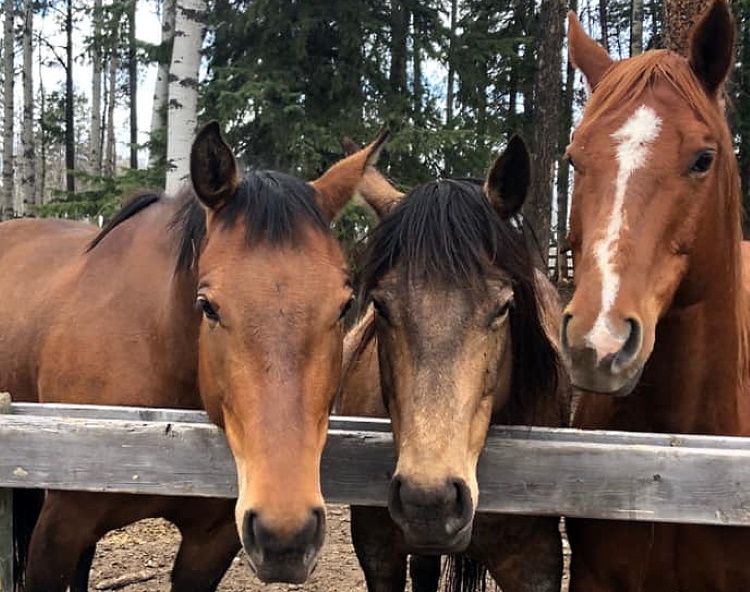 Crucial fundraiser for horse rescue on Saturday - CochraneNow: Cochrane ...