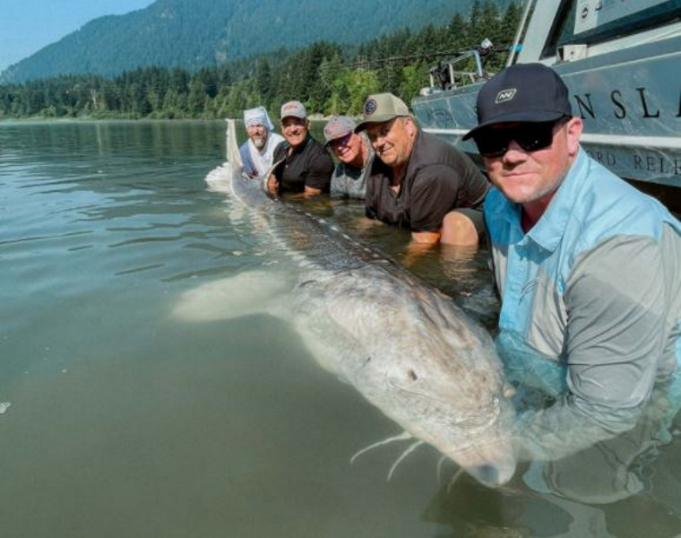 Largest White Sturgeon