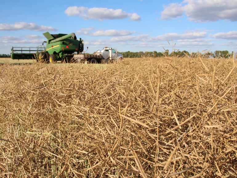 Canola Council Stresses Importance Of Soil Sampling - CochraneNow ...