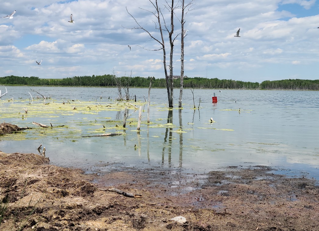 Blue-green algae bloom advisory lifted on Cochrane Lake - CochraneNow ...