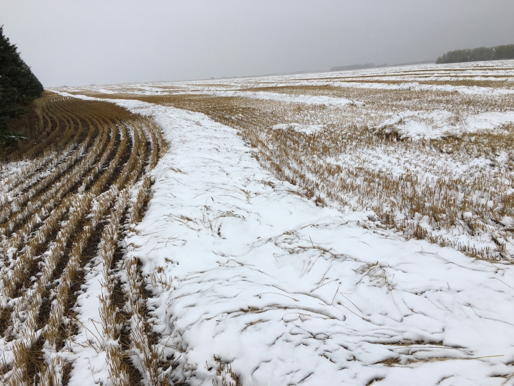 Winter wheat label program educating consumers - CochraneNow: Cochrane ...