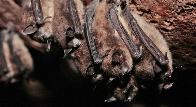 Spooky Bats are in a Scary Situation - WestCentralOnline: West Central ...