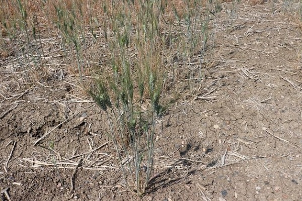Final West Central crop report of 2023 - WestCentralOnline: West ...