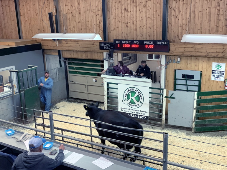 Killarney Auction Sets Record - DiscoverWestman.com - Local news ...