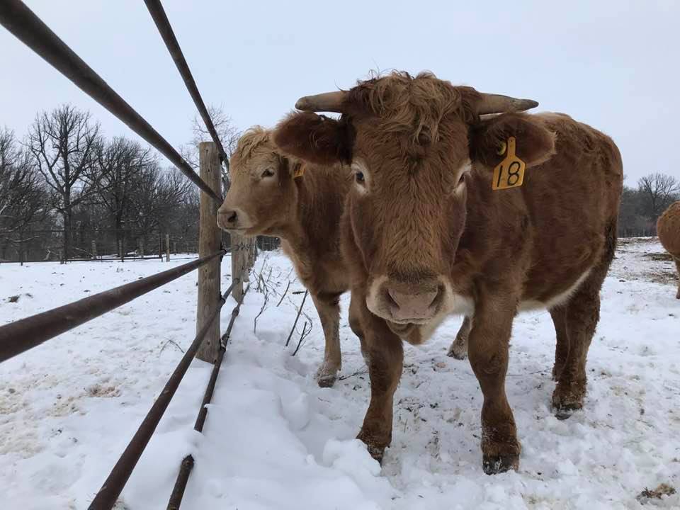 The Canadian Beef Information Gateway Provides Consumers With More ...