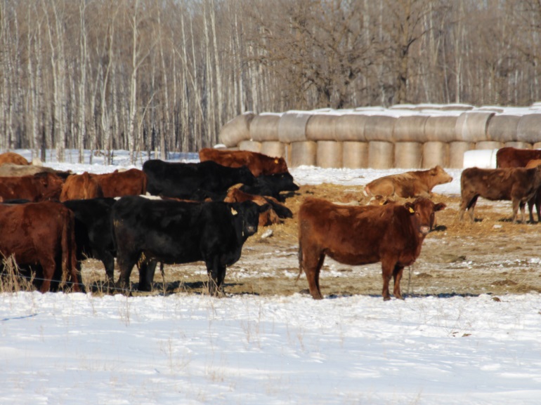 How a Cold Snap Impacts Feed Needs for Livestock - WestCentralOnline ...