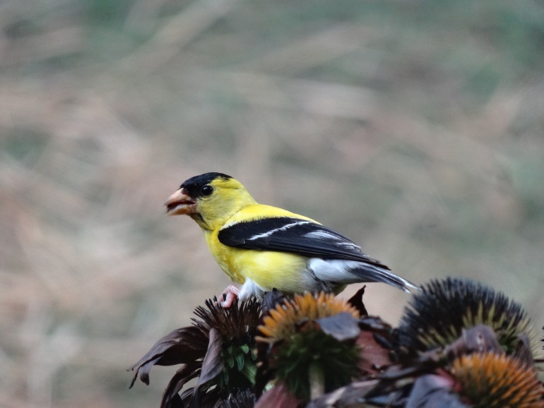This Family Day take part in the great backyard bird count ...