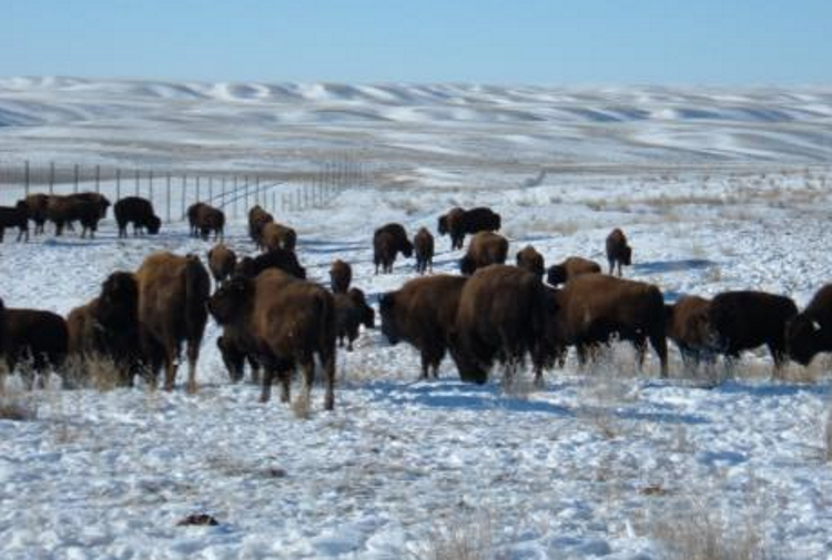 Plains bison herd re-established to the Key First Nation in ...
