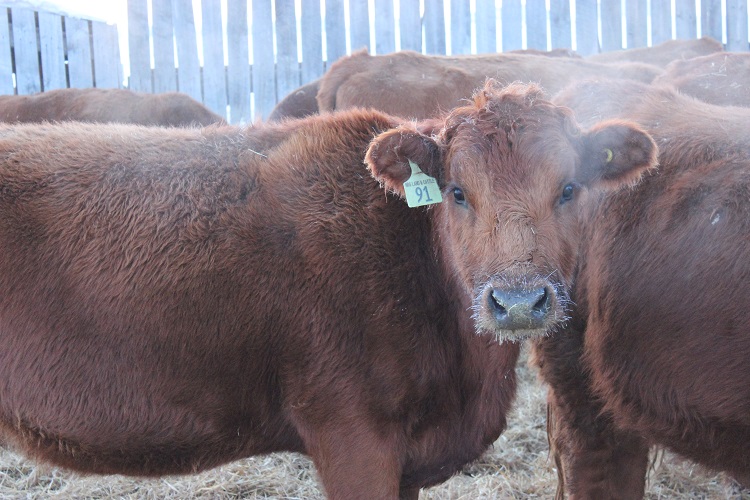 McGee area rancher searching for lost red angus cow - WestCentralOnline ...