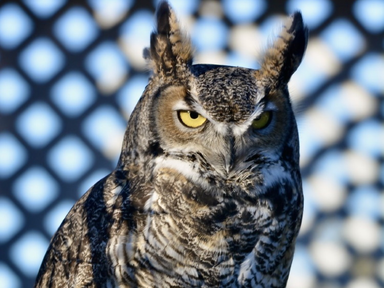The Great Backyard Bird Count takes flight today in Cochrane ...