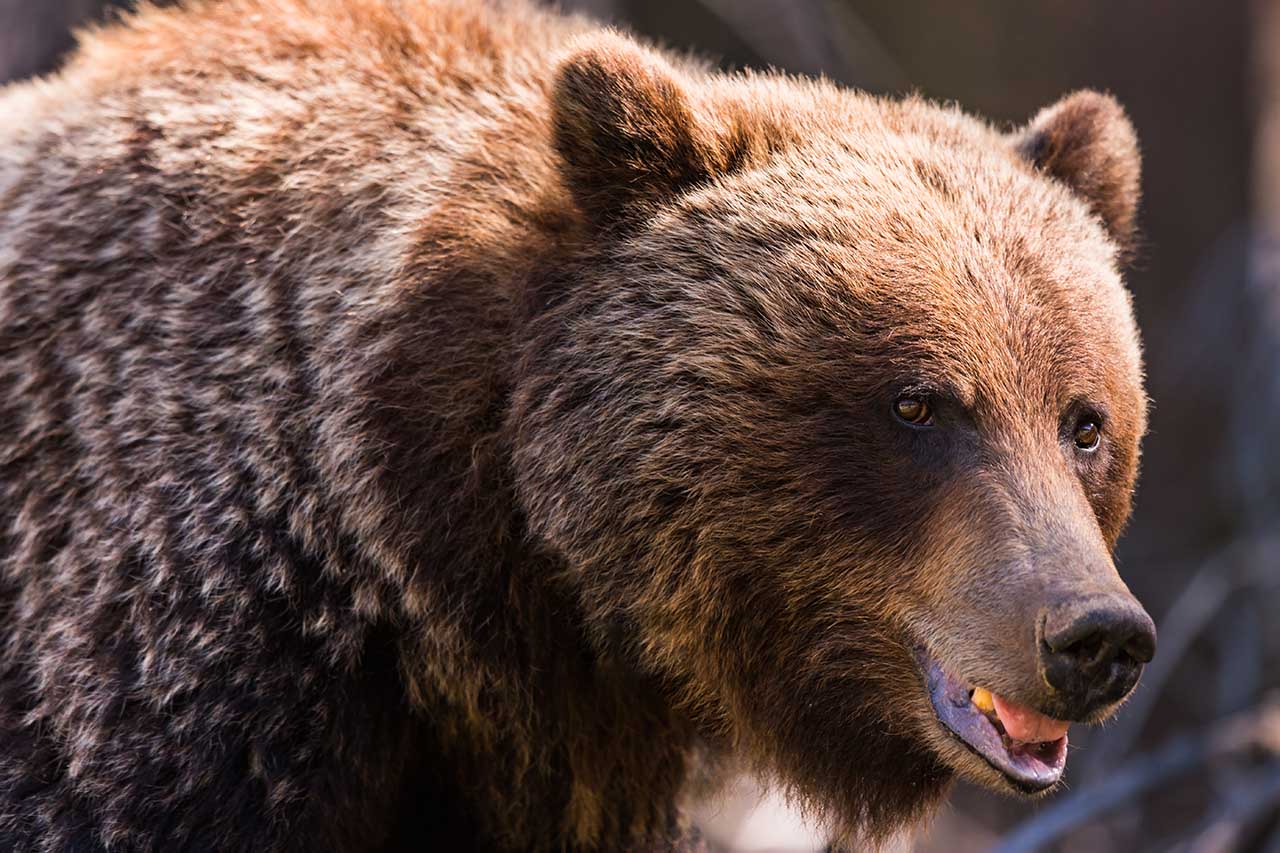 It's that time of year again: Alberta Parks urging public to be bear ...