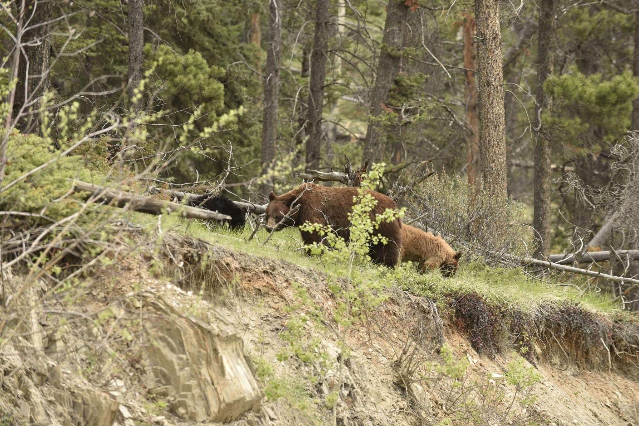 First bear sighting of the season in Banff - CochraneNow: Cochrane ...