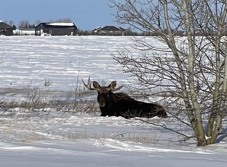 Increase in moose sightings in Weyburn - DiscoverWeyburn.com - Local ...