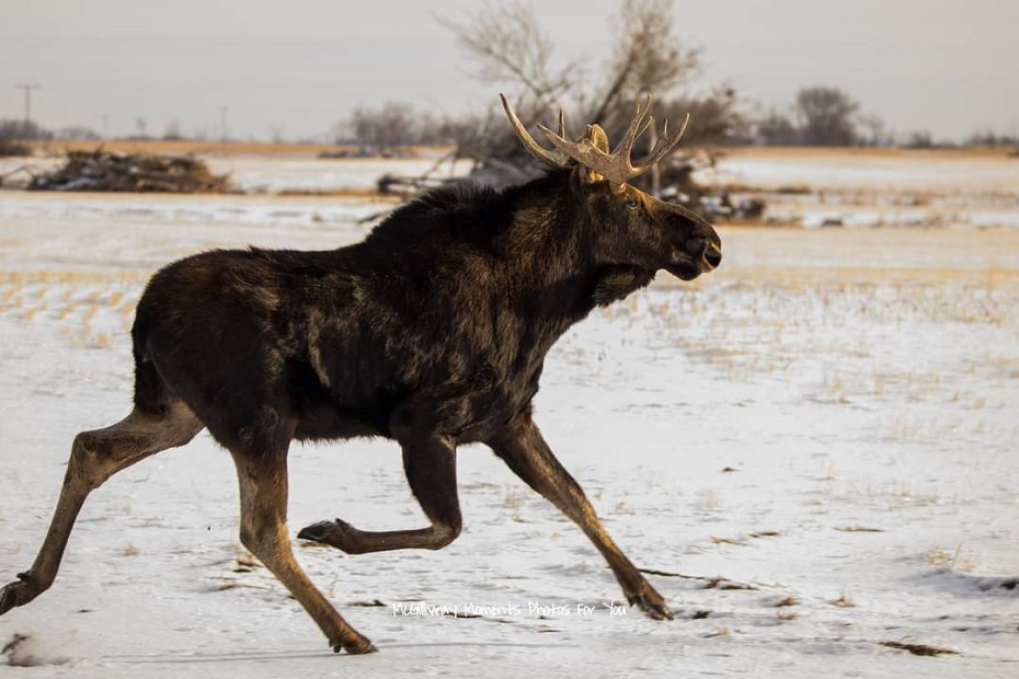 Why so many moose? Wildlife conservation has a theory - DiscoverWeyburn ...