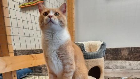 Will Happy Cat Sanctuary recieve funding from the town in 2022 ...