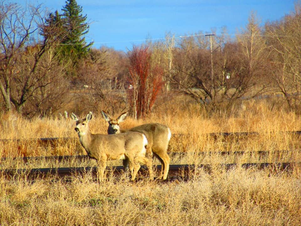 5 ways to celebrate Earth Day from home! - WestCentralOnline: West ...