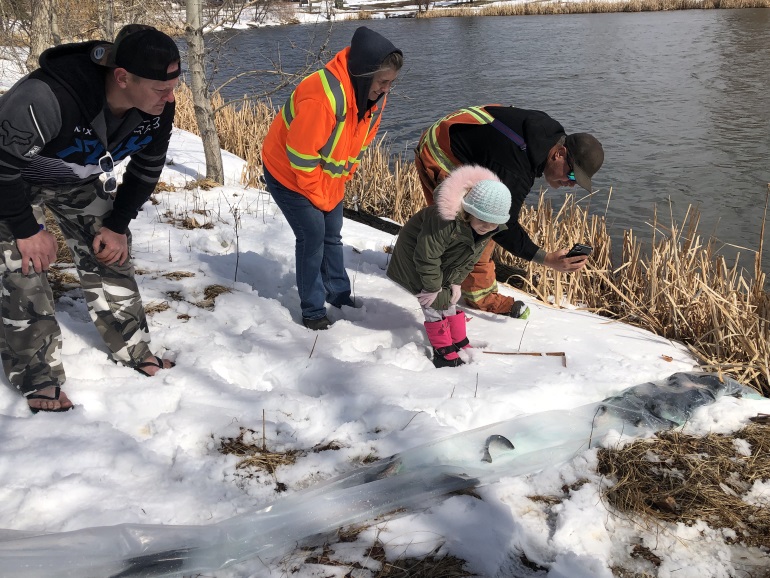 (VIDEO) Fish restocked at Strathmore’s Kinsmen Lake - StrathmoreNow.com ...