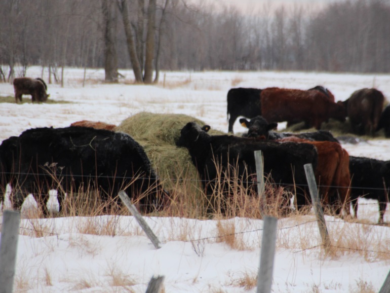 Preparing livestock for a major spring blizzard - DiscoverWestman.com ...