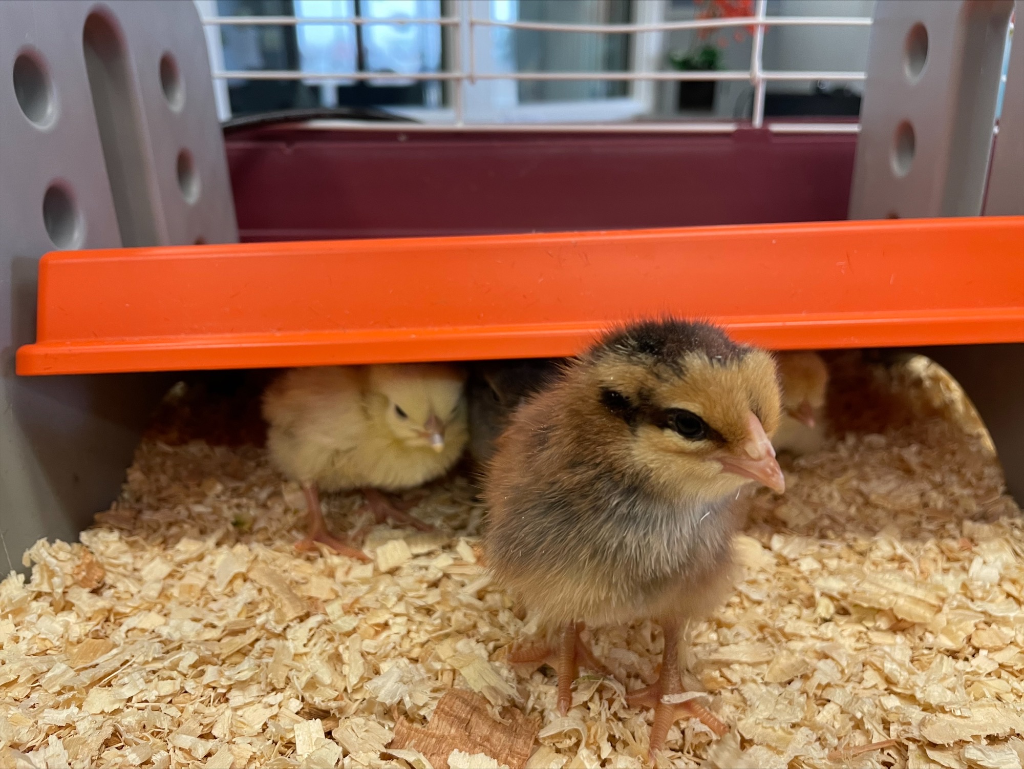 Sunny Meets Our Babies! - CentralAlbertaOnline.com - Local news ...