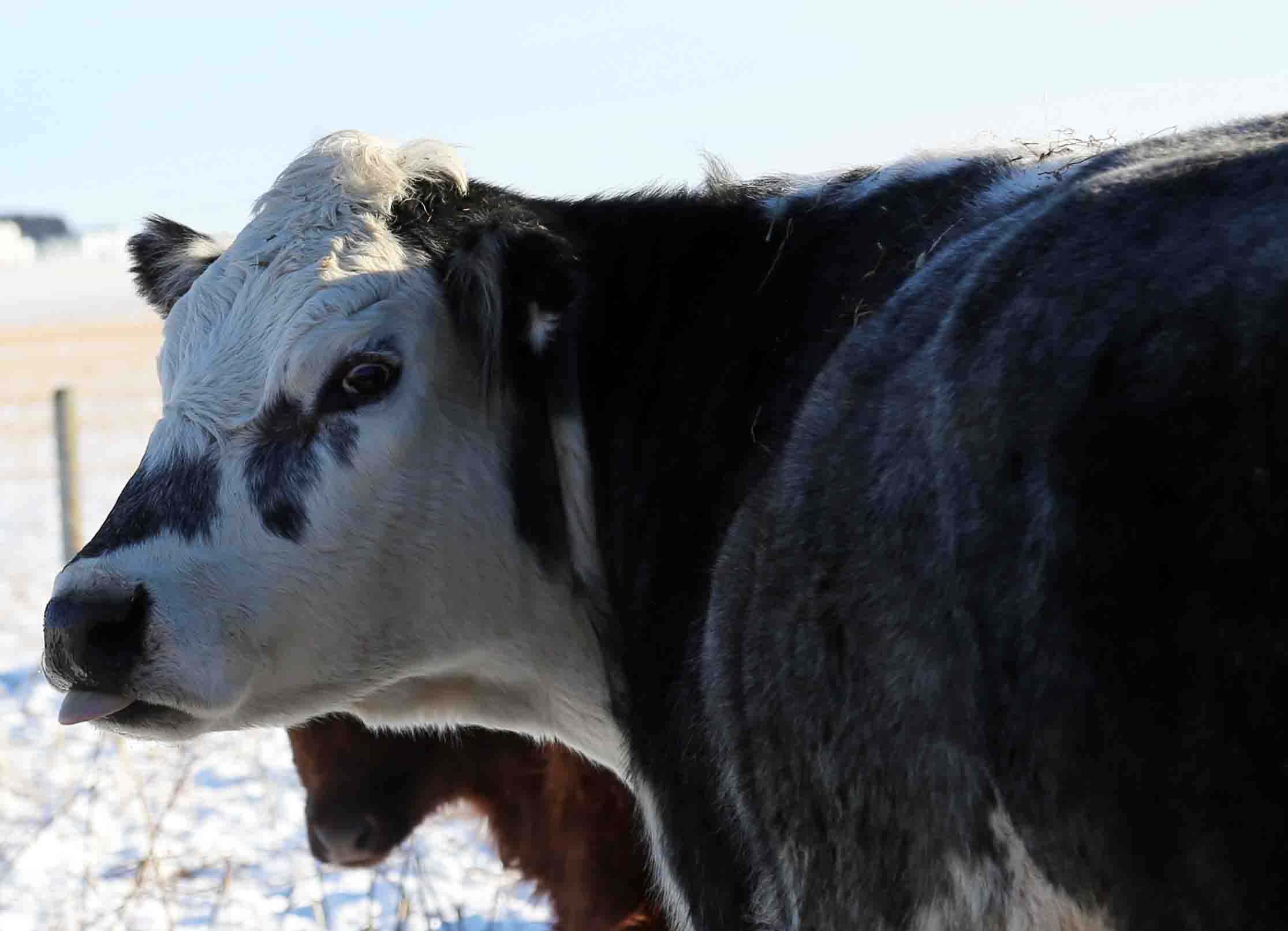 Cows found skinned; Airdrie RCMP investigating - DiscoverAirdrie.com ...