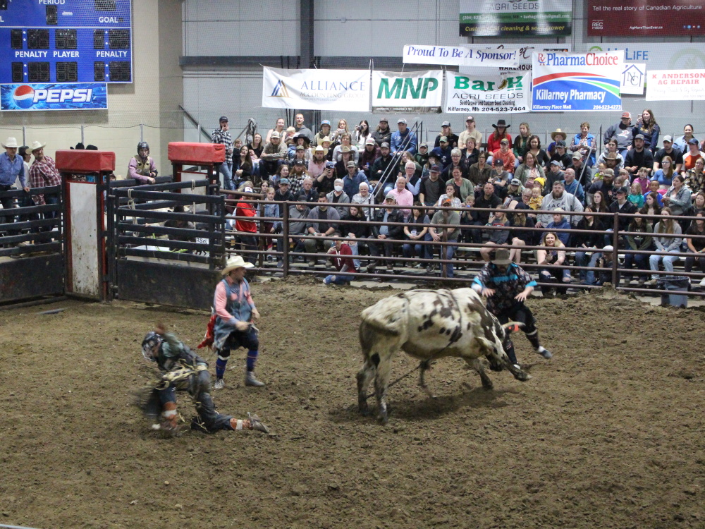 Killarney Rodeo Packs the Shamrock Centre! - DiscoverWestman.com ...