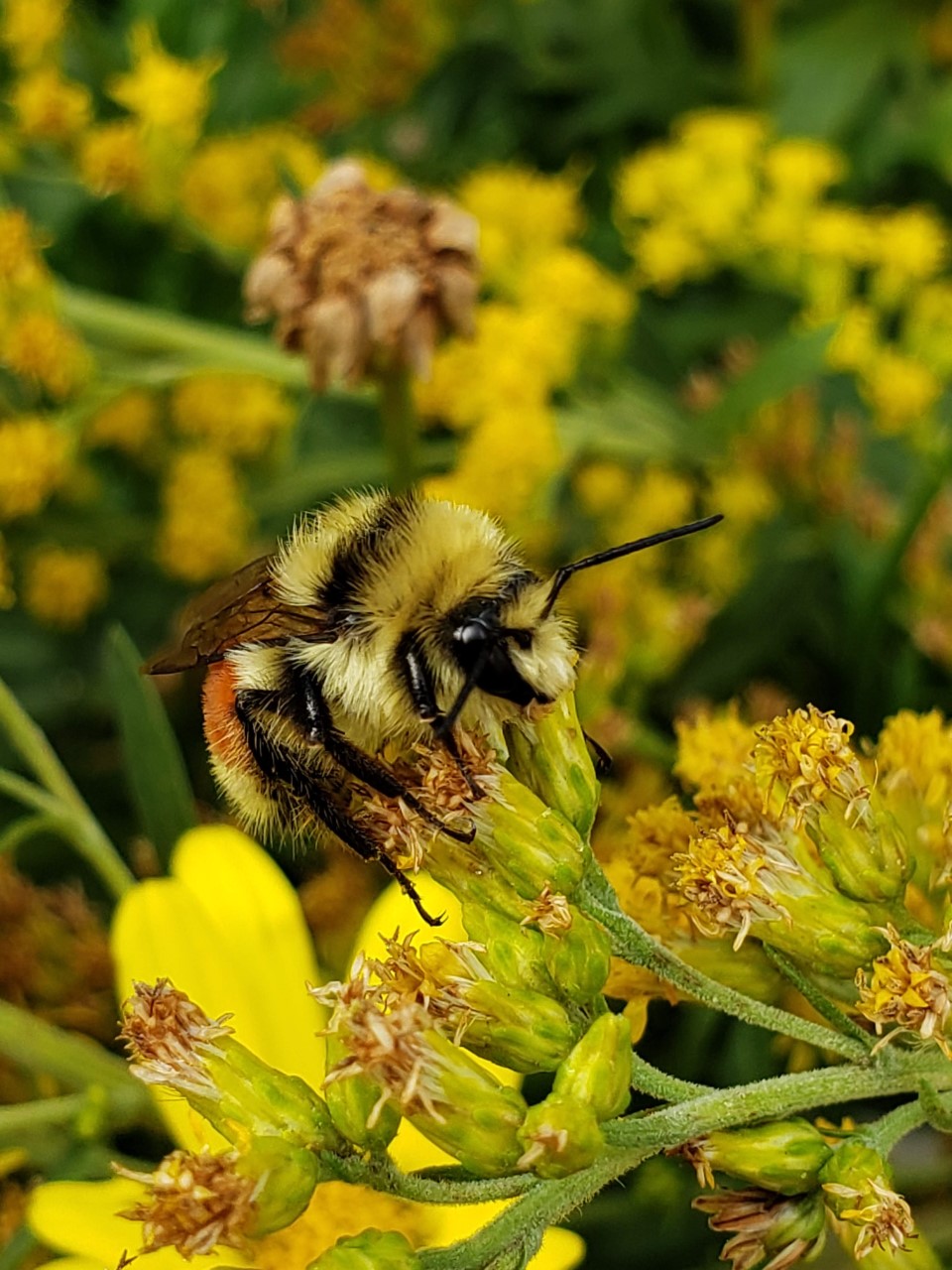 Planting local plants to promote prairie pollinators ...