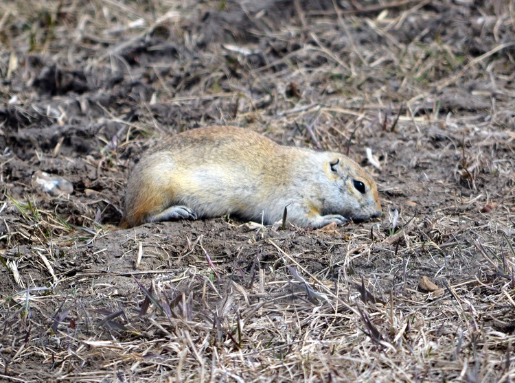 How to keep your yard gopher free - StrathmoreNow.com - Local news ...