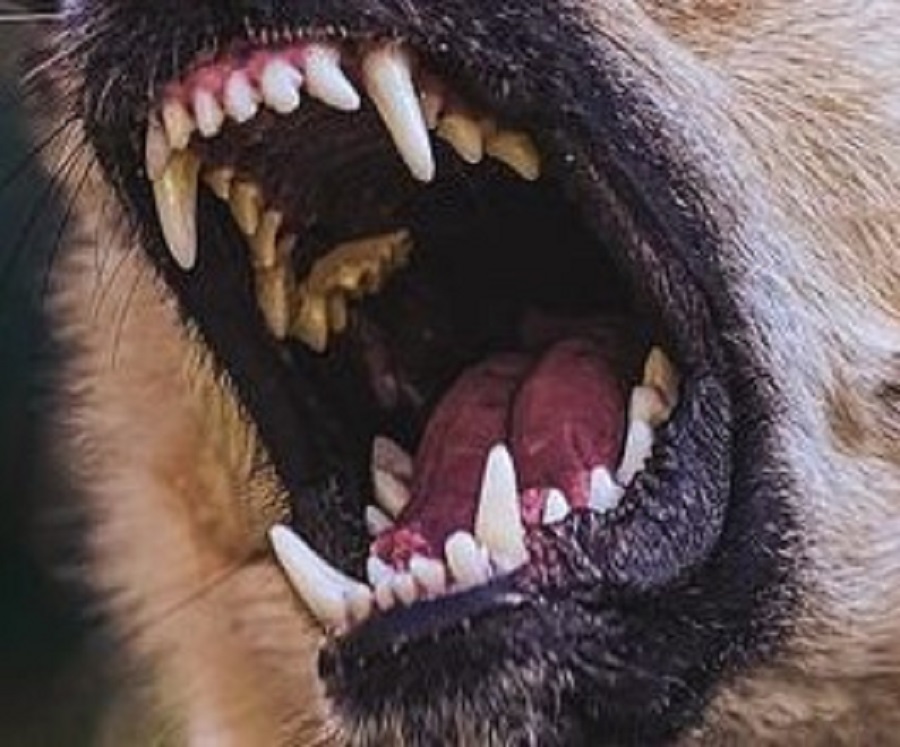 Dog bite sends Airdrie man to urgent care - DiscoverAirdrie.com - Local ...