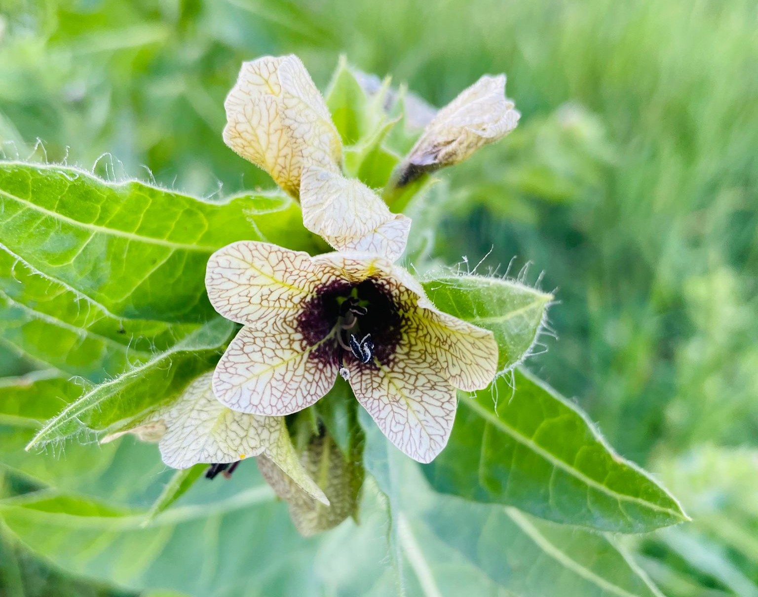 Rise of black henbane in the city could cause some problems ...