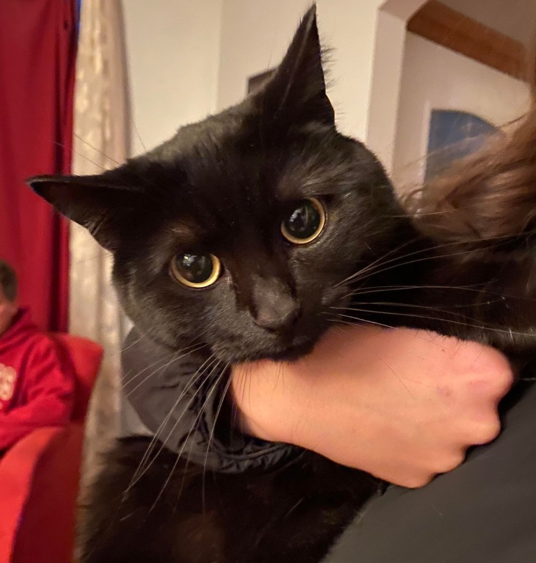 Happy Cat Sanctuary needs your help right meow - StrathmoreNow.com ...