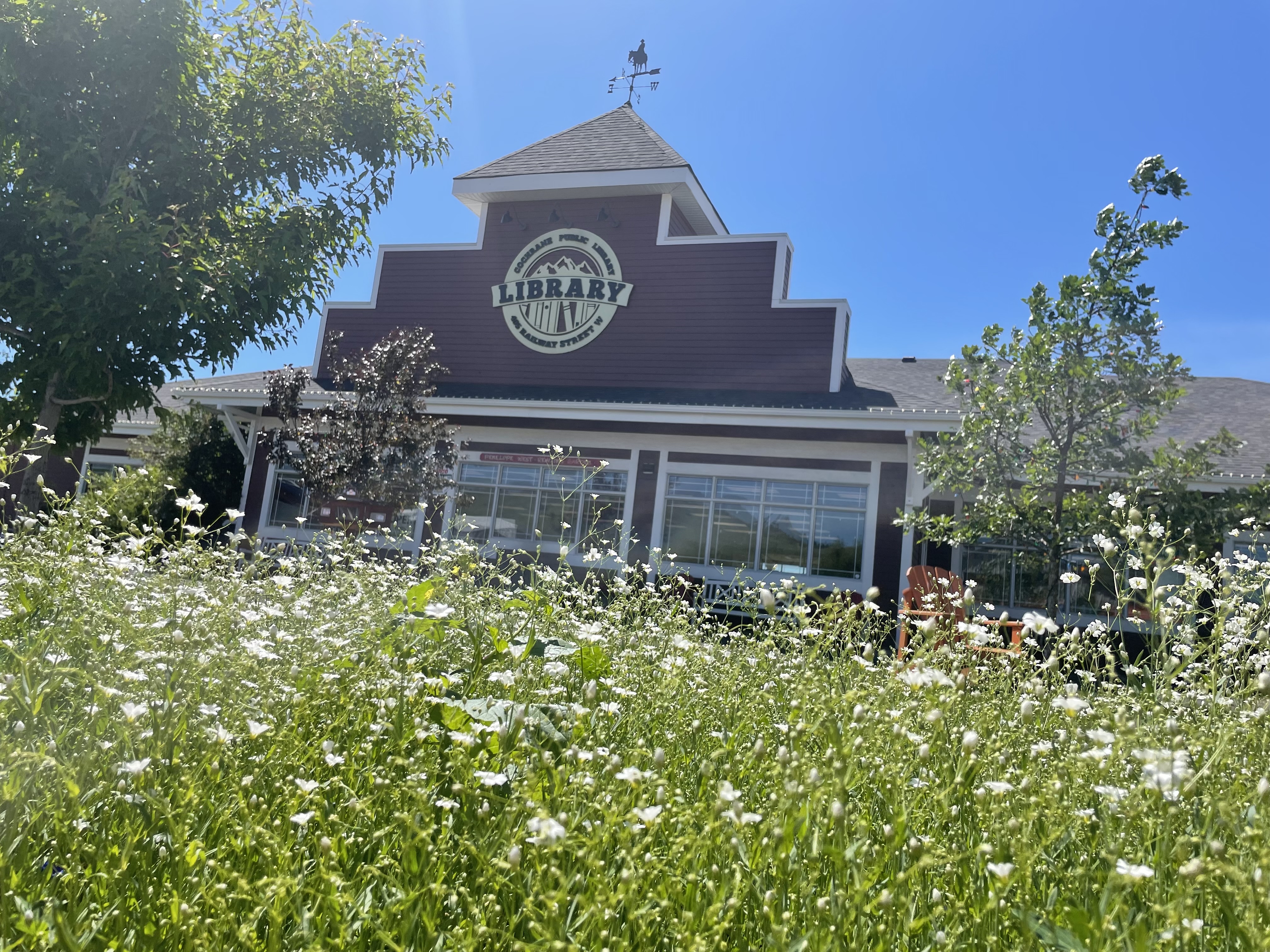 Library's new Pollinator Garden looking for volunteers - CochraneNow ...
