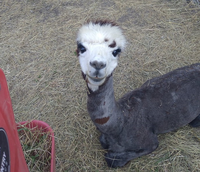 Arborg Agricultral Fair and Rodeo photos you must see! - PortageOnline ...