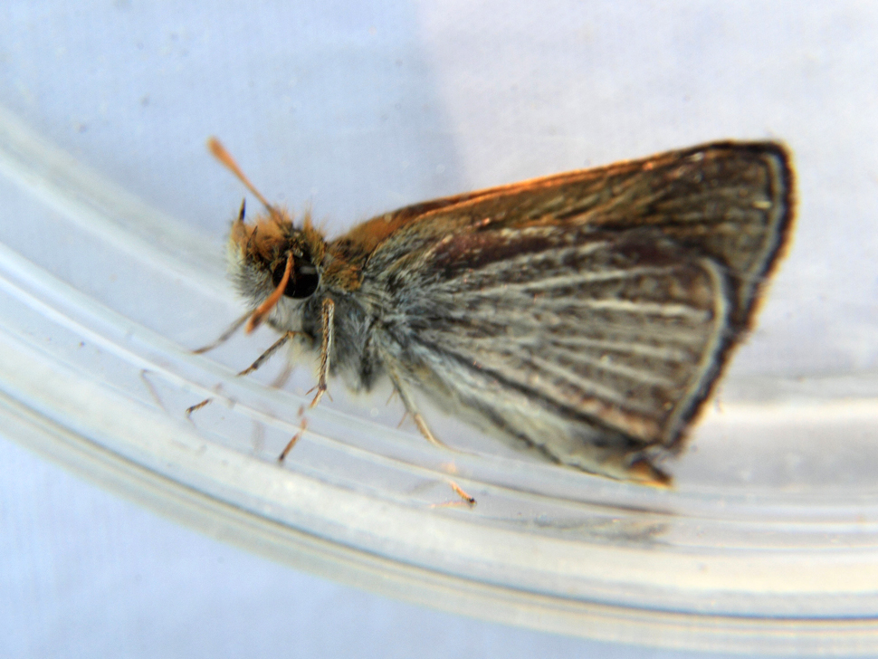 'There are probably fewer than 500 globally,' butterflies released in ...