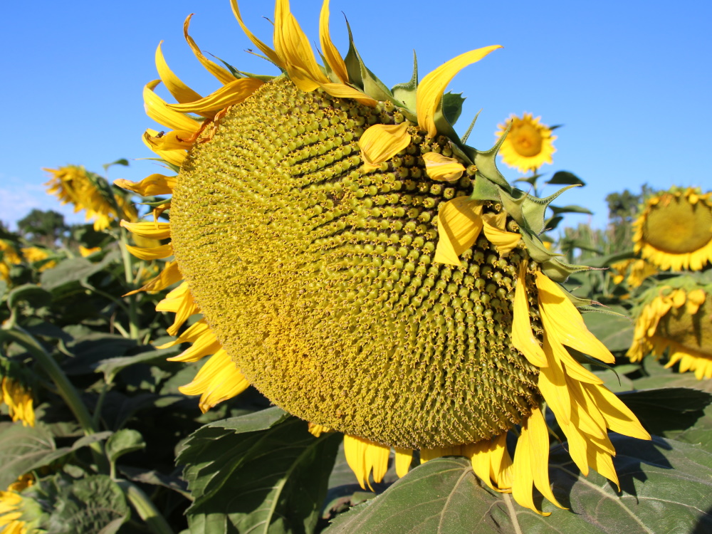 'Phenomenal' crops showcased at Ceres Global Seeds Insight Tour ...