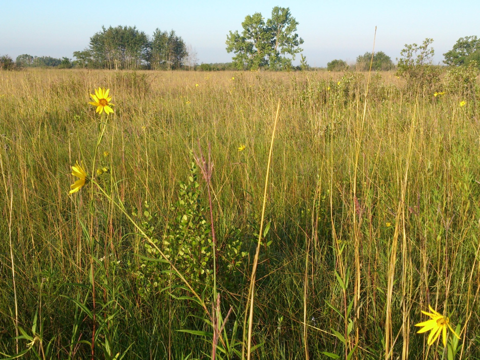 Getting ready for Prairie Day at the Tall Grass Prairie Preserve ...